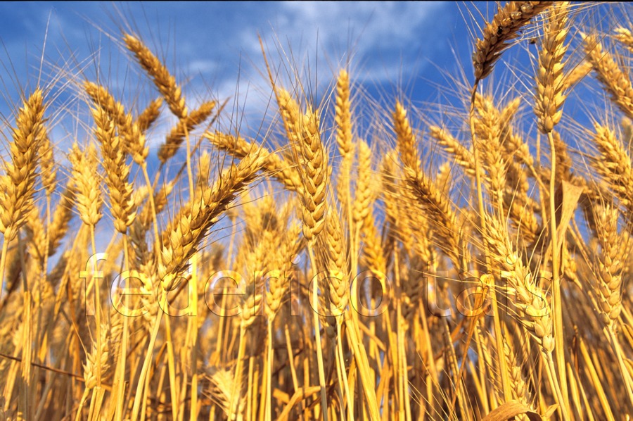 Differenza tra grano e granoturco