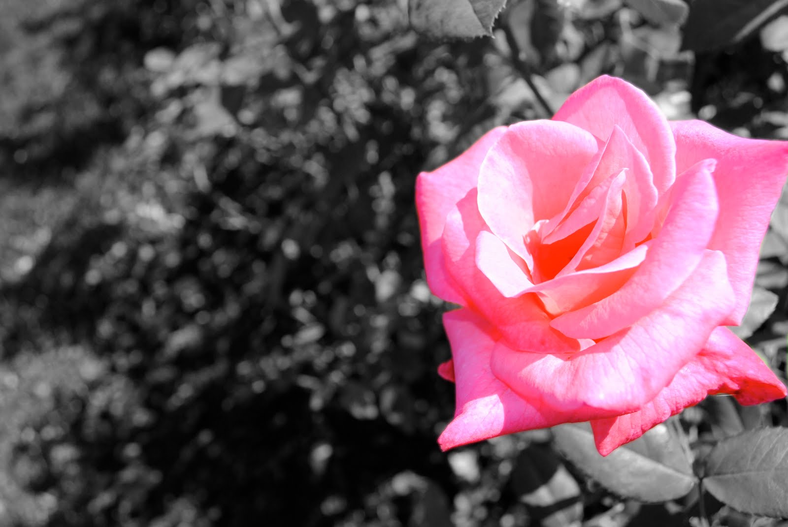 Media Arts 1 & Media Arts 2: Black and White with Color Focal Point