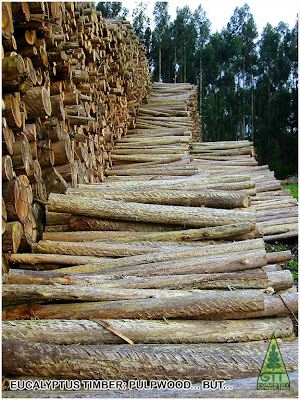 Eucalyptus timber: not just pulpwood - EUCALYPTOLOGICS: GIT Forestry ...