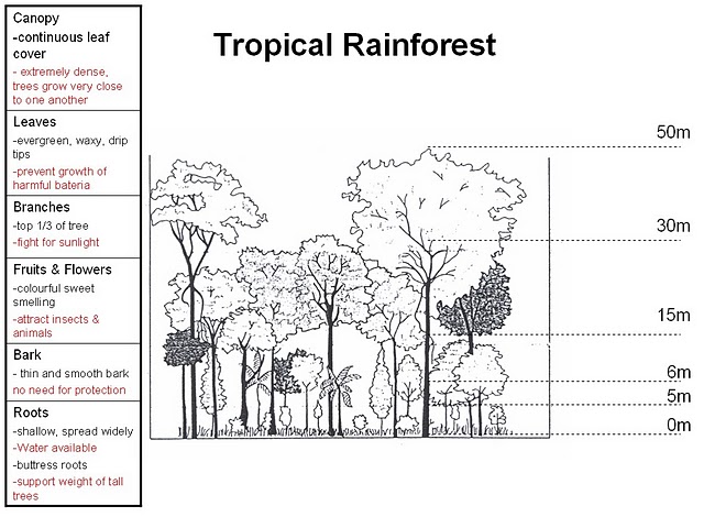 Elective Geography eRefections by Ruth Lim 3R2: Natural Vegetation ...