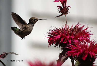 MOSS GROVE: Hummingbird In Action