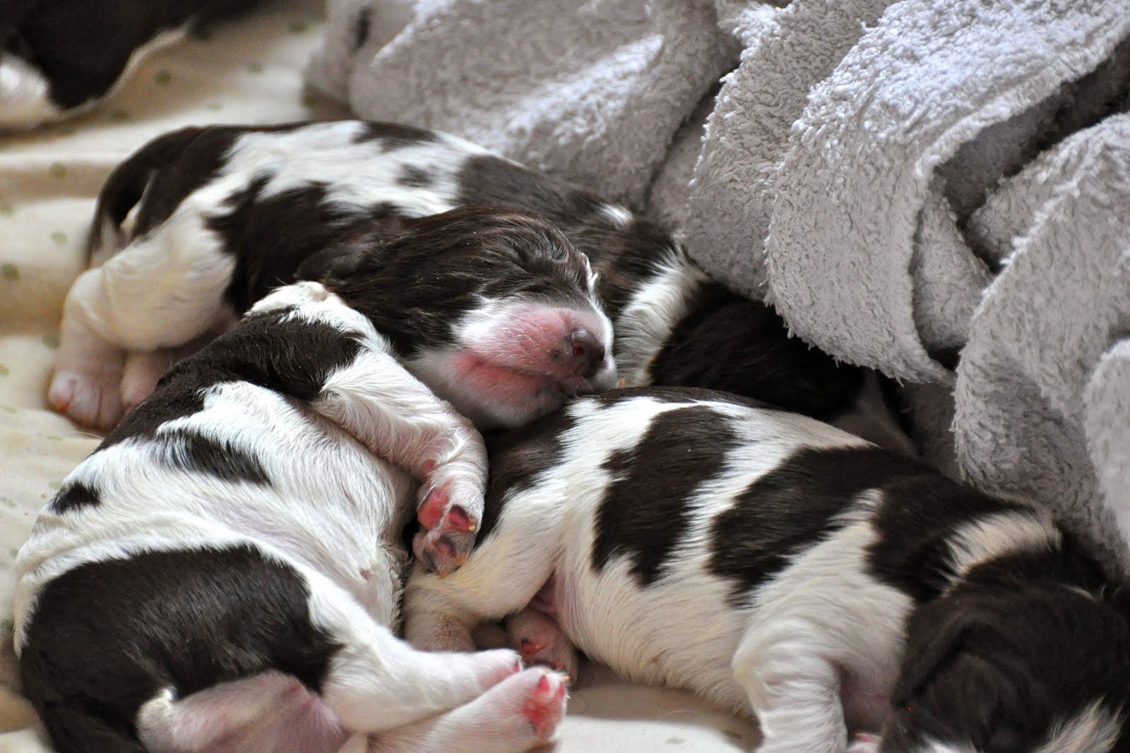 MUPTIES ENGLISH SPRINGER SPANIEL: one week old