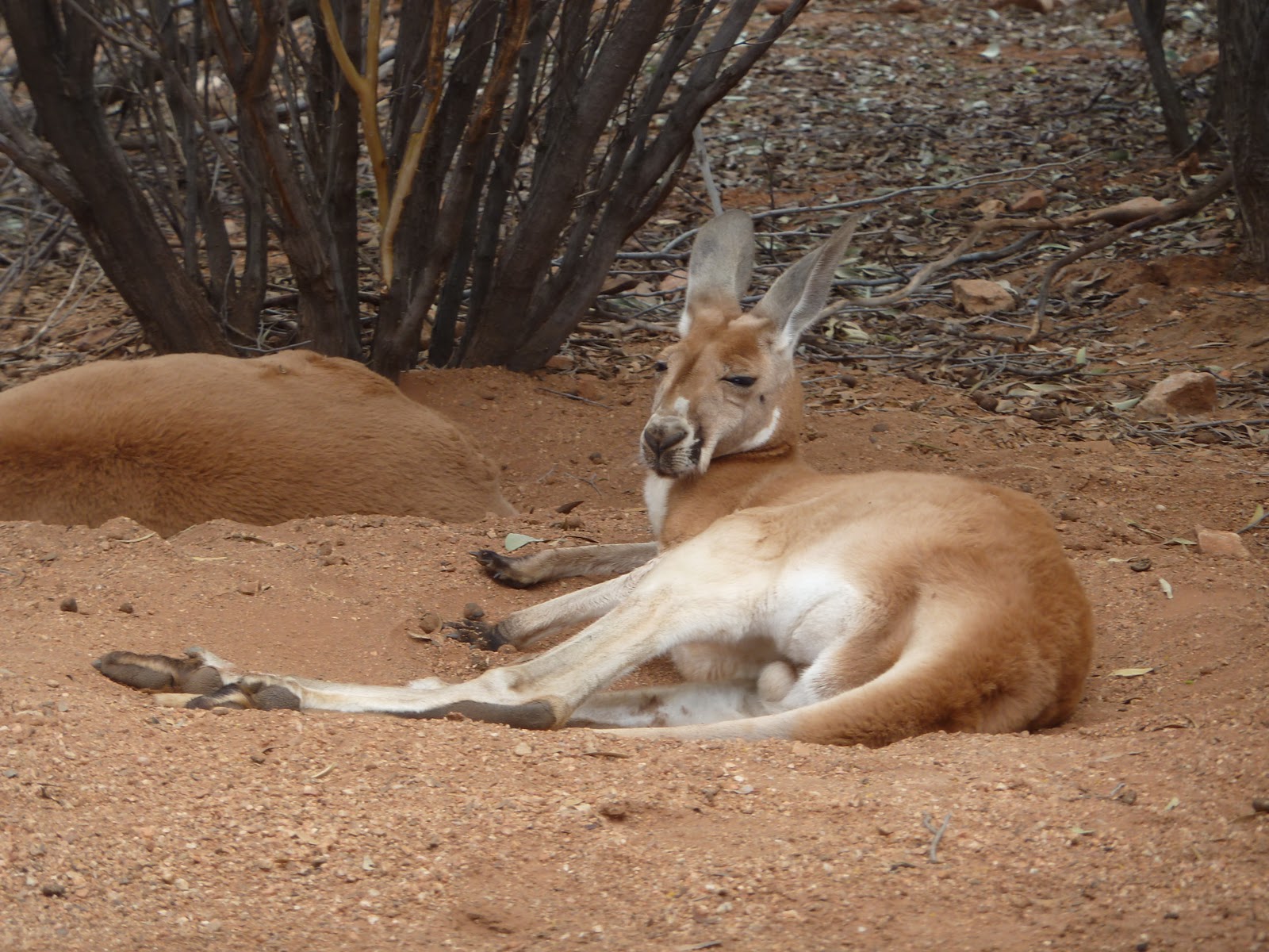 Lene's Adventures: Australian Outback Wild Life And Nature