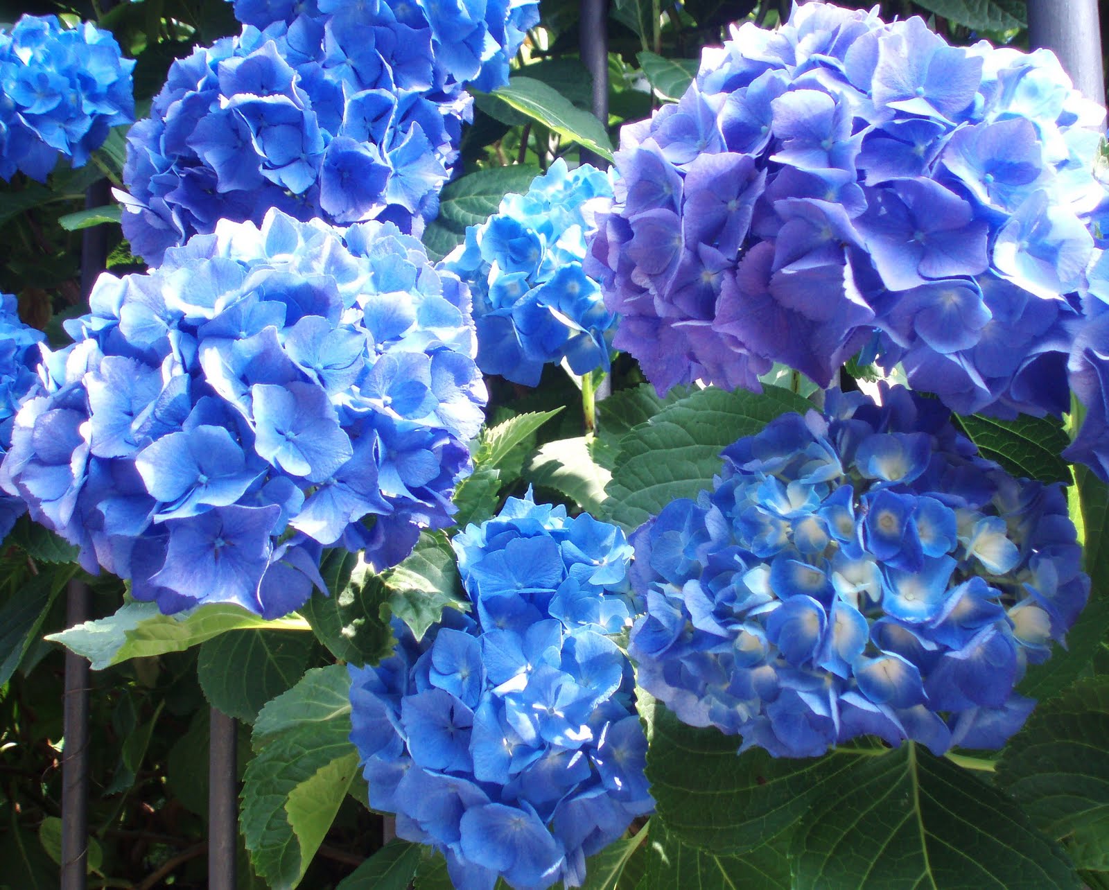 IL GIARDINO SFUMATO: ROMANTICHE ORTENSIE
