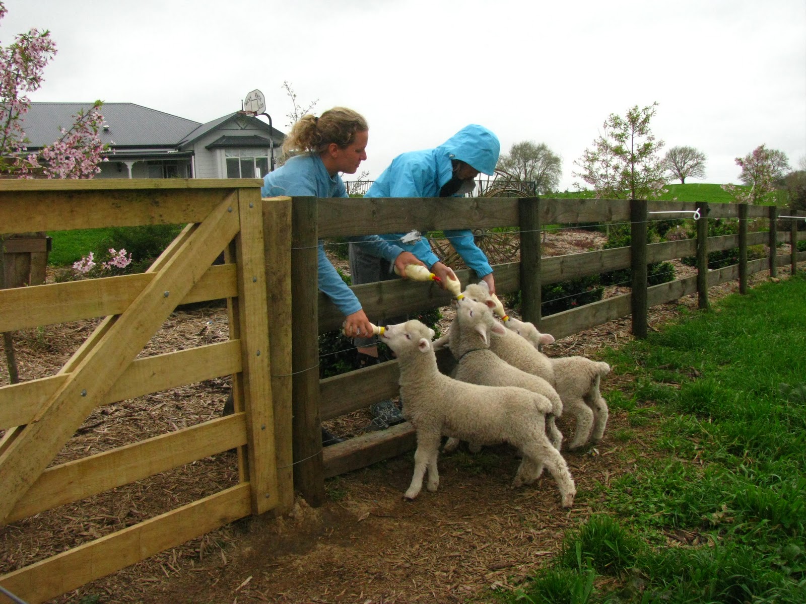 Tales from the Knapsack: Mooloo livin, the Organic way