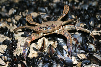 Cytisus: Necora puber
