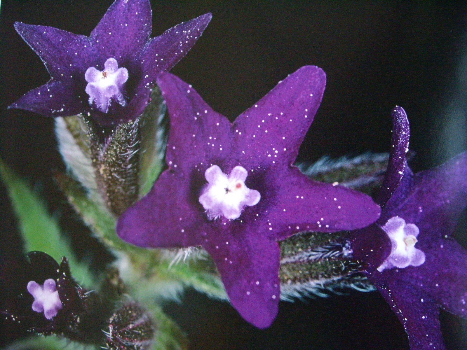 Little girl's World Flowers: Anchusa