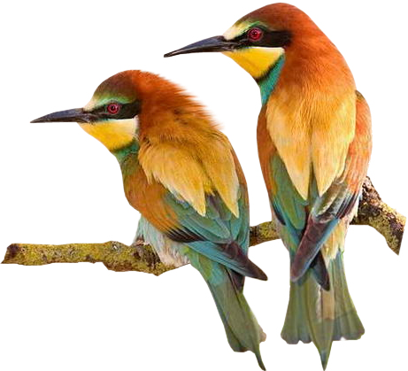 Aves imagenes png - Imagui