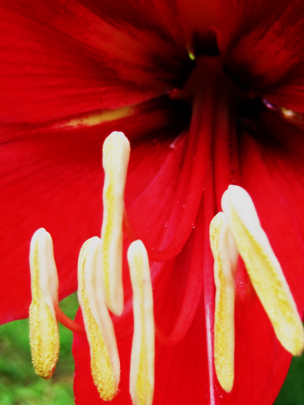 The Story behind Amarylis