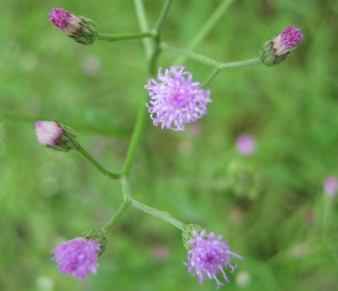 Grass Flowers