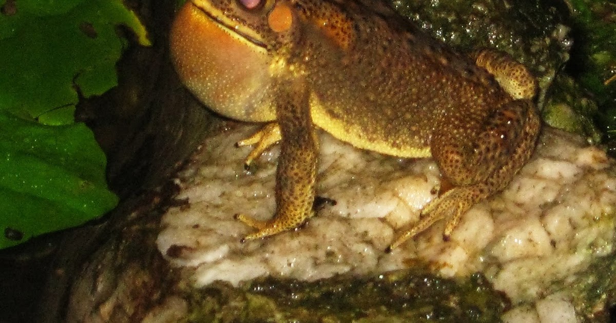 A Croaking Toad