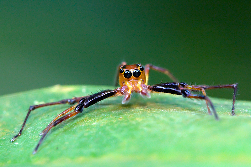 Nature Photography - Singapore Spiders: Jumping Spider