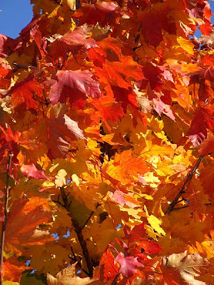 In Terms of Colour...: The natural Colour Orange