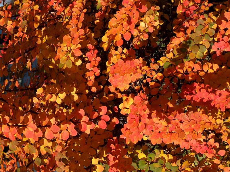 In Terms of Colour...: The natural Colour Orange