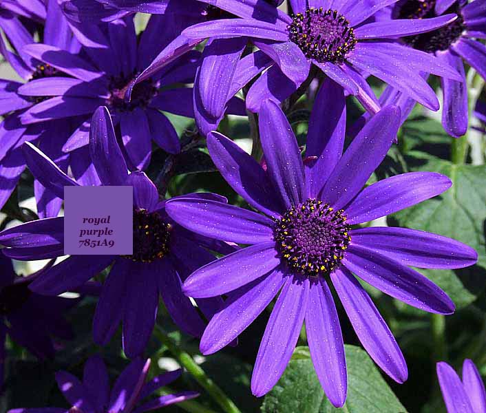 In Terms of Colour...: Nature's Purple Feast - Blooms and Blossoms