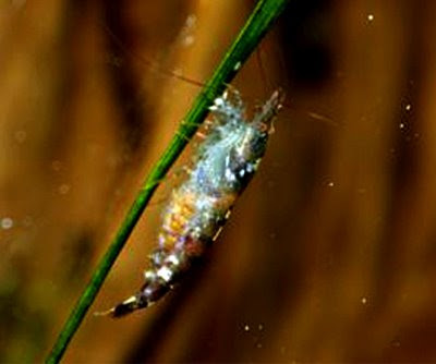 Aquasnail: Entrevista a Ulli Bauer (crustaforum.com)