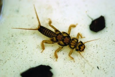 Aquasnail: Acuario para insectos acuáticos: Alimentación