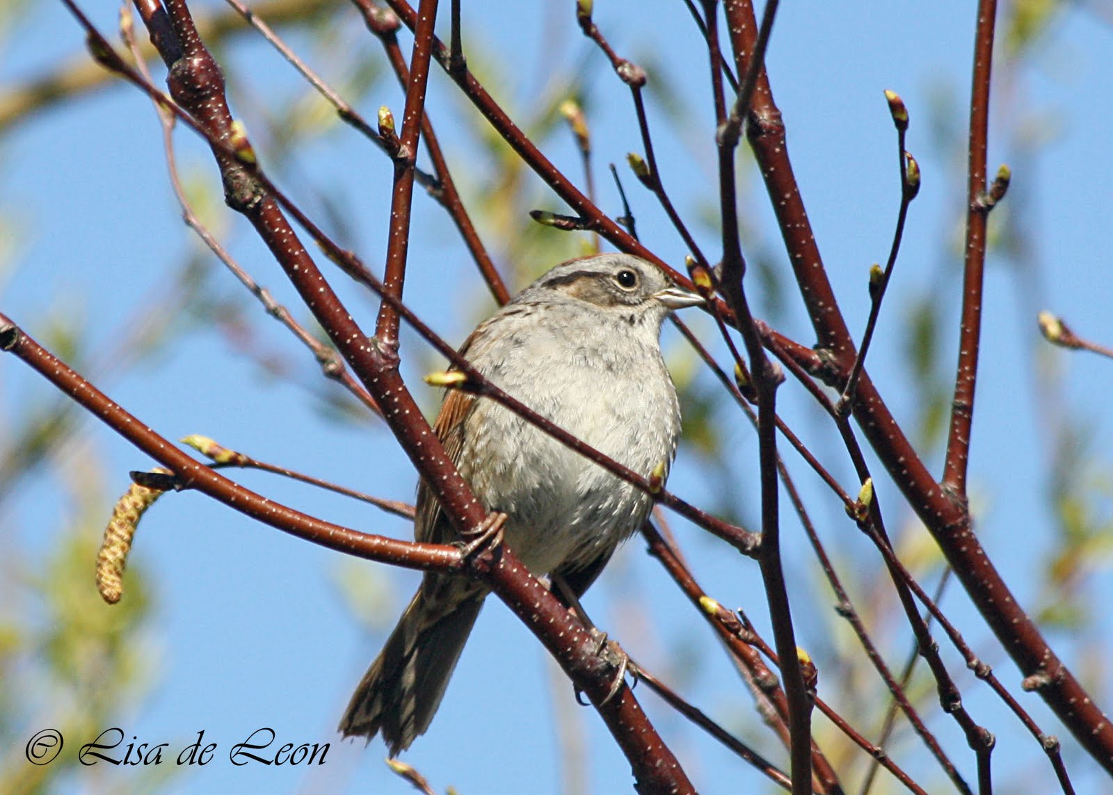 Birding with Lisa de Leon: Swamp Sparrow