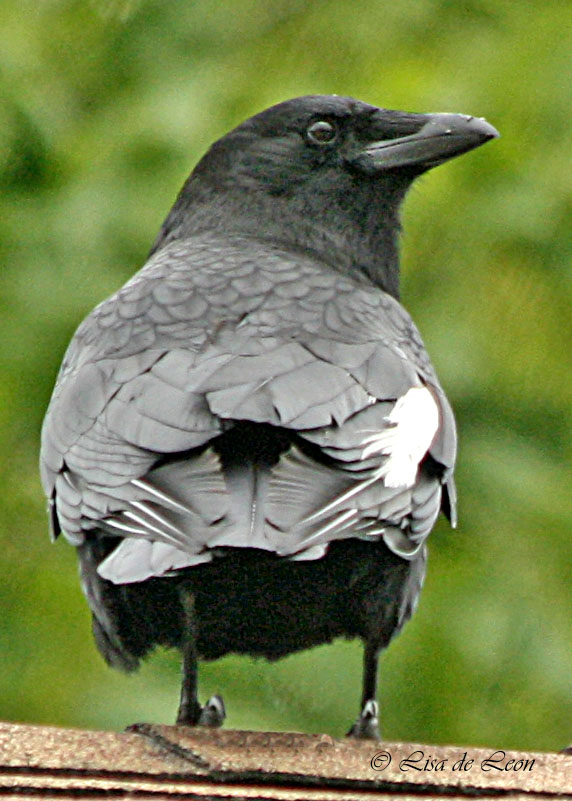 Birding with Lisa de Leon: Crow with White Feather