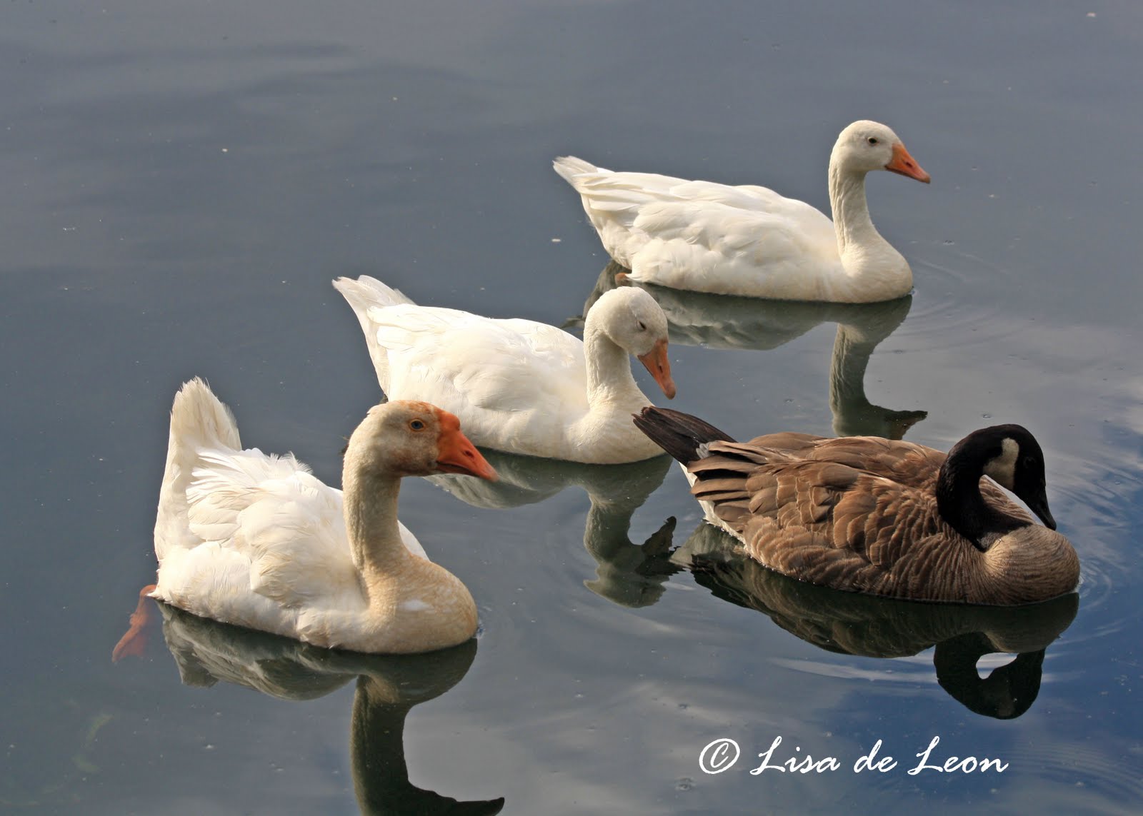 Birding with Lisa de Leon: Domestic Chinese Geese