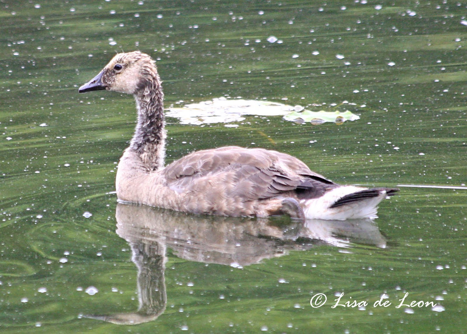 Birding with Lisa de Leon: Lesser Canada Goose