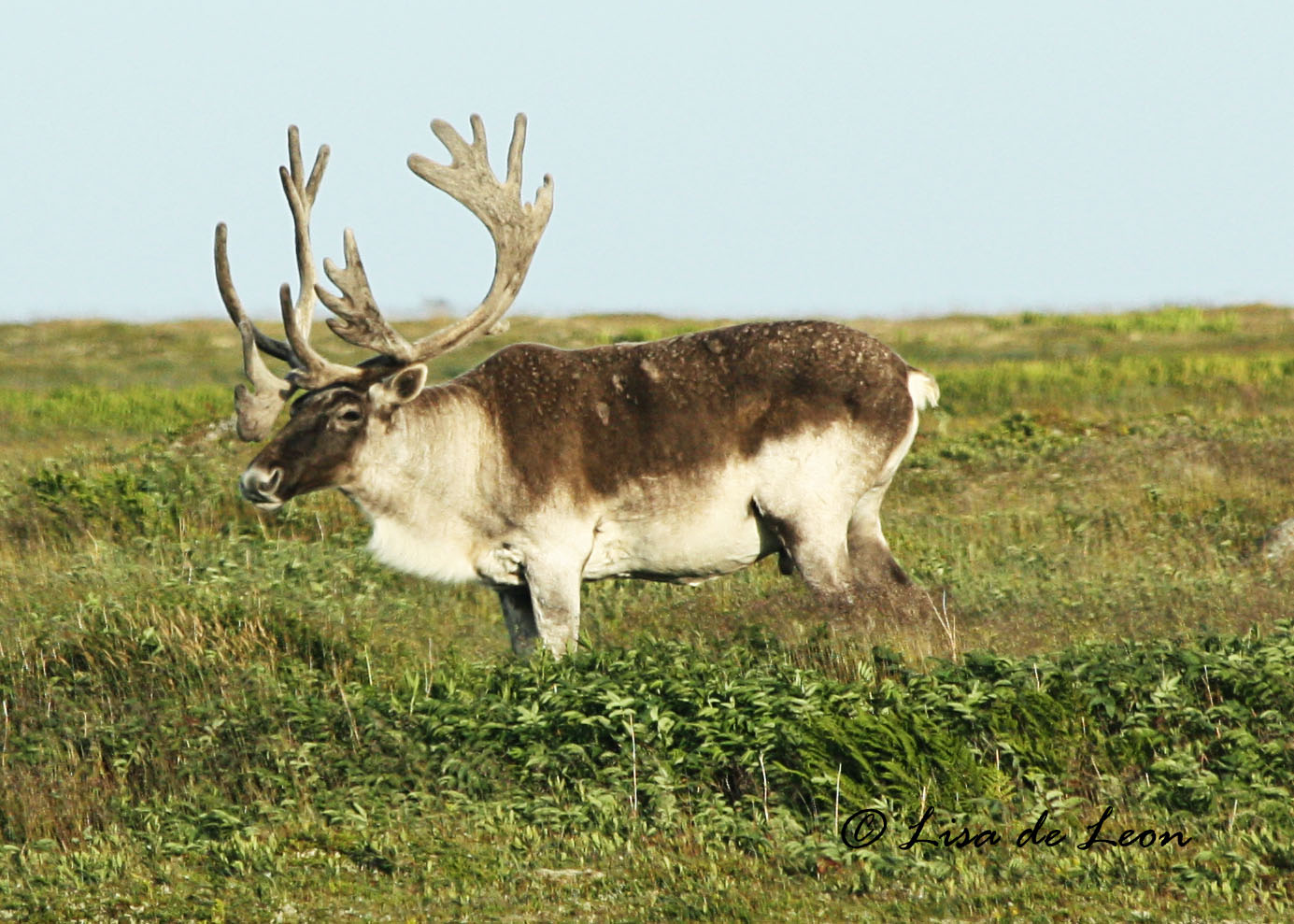 Birding with Lisa de Leon: Moose, Caribou, Deer and Coyote