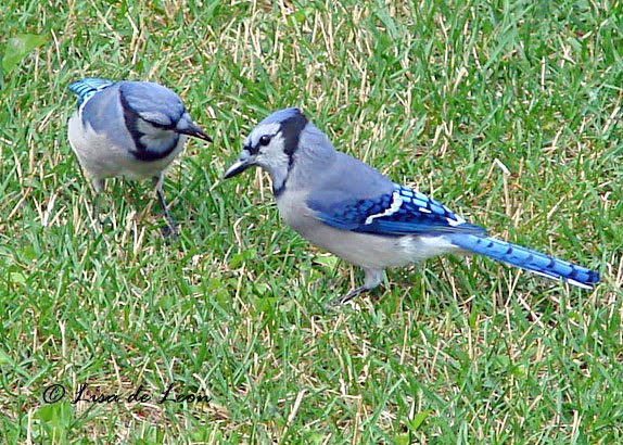 Blue Jay - Various Bird Species