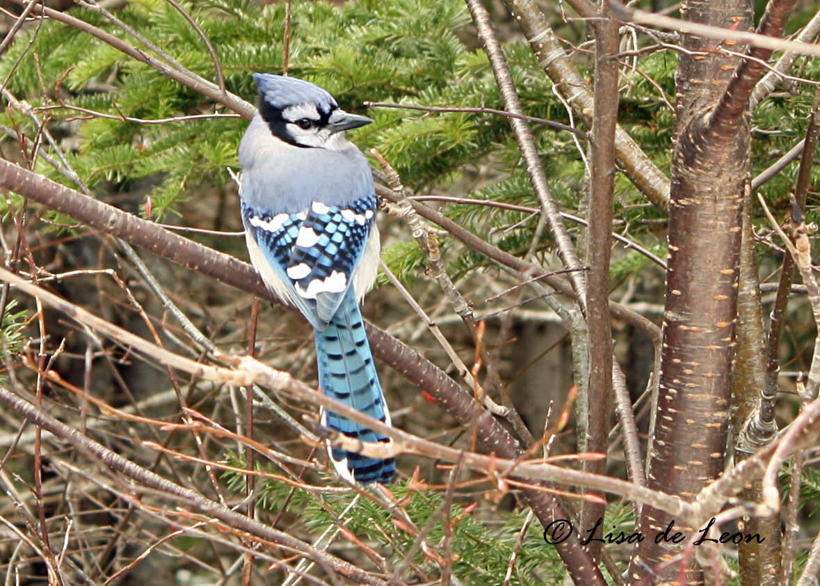 Blue Jay - Various Bird Species