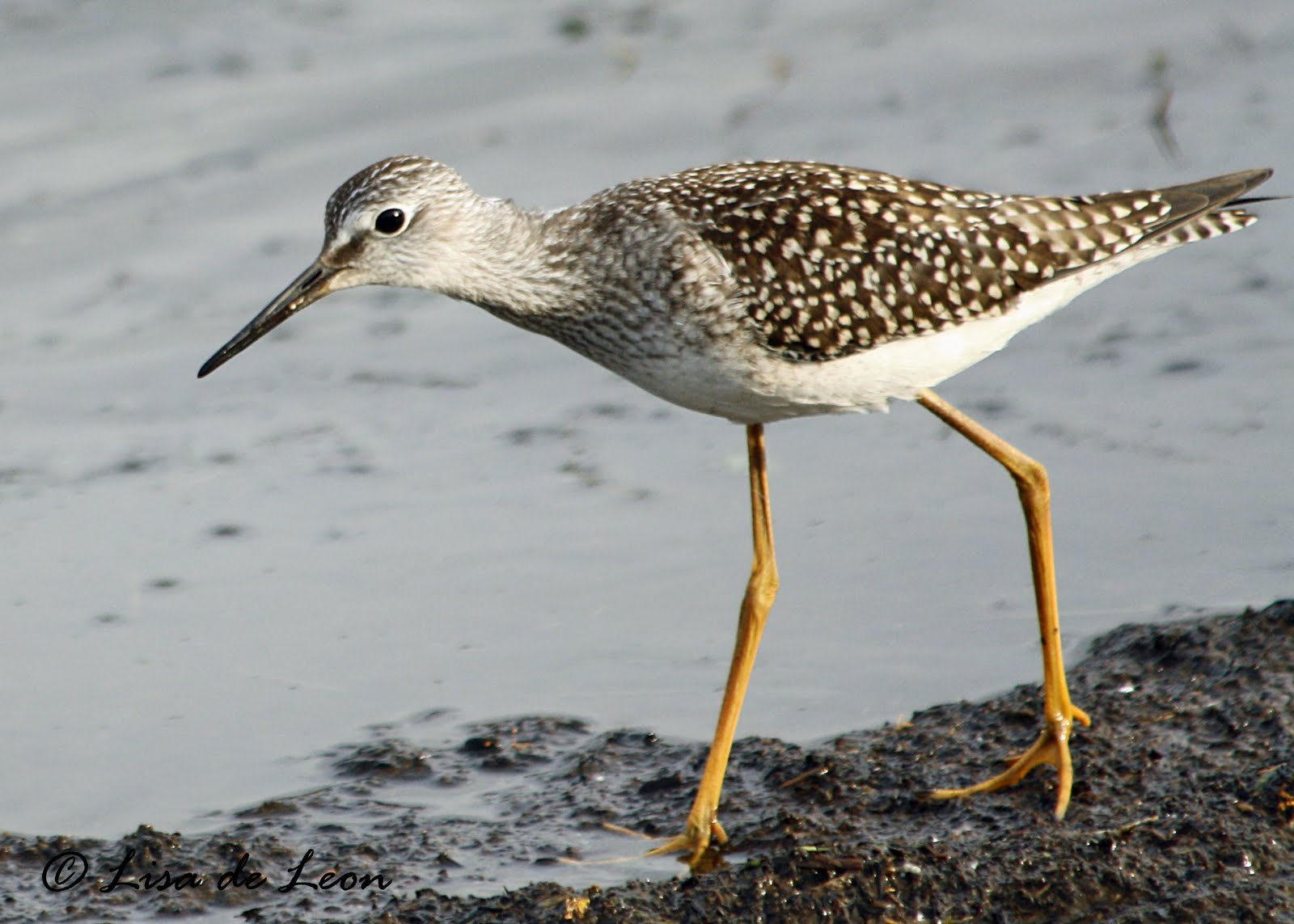 Greater Yellowlegs - Various Bird Species