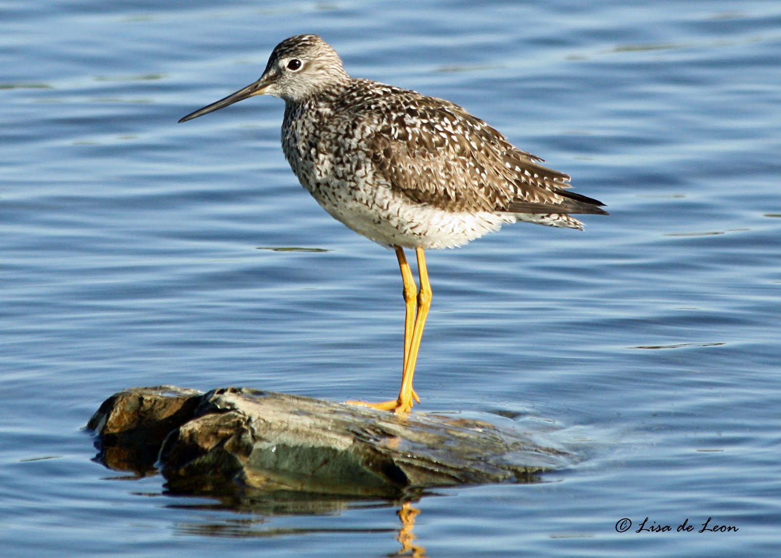Greater Yellowlegs - Various Bird Species