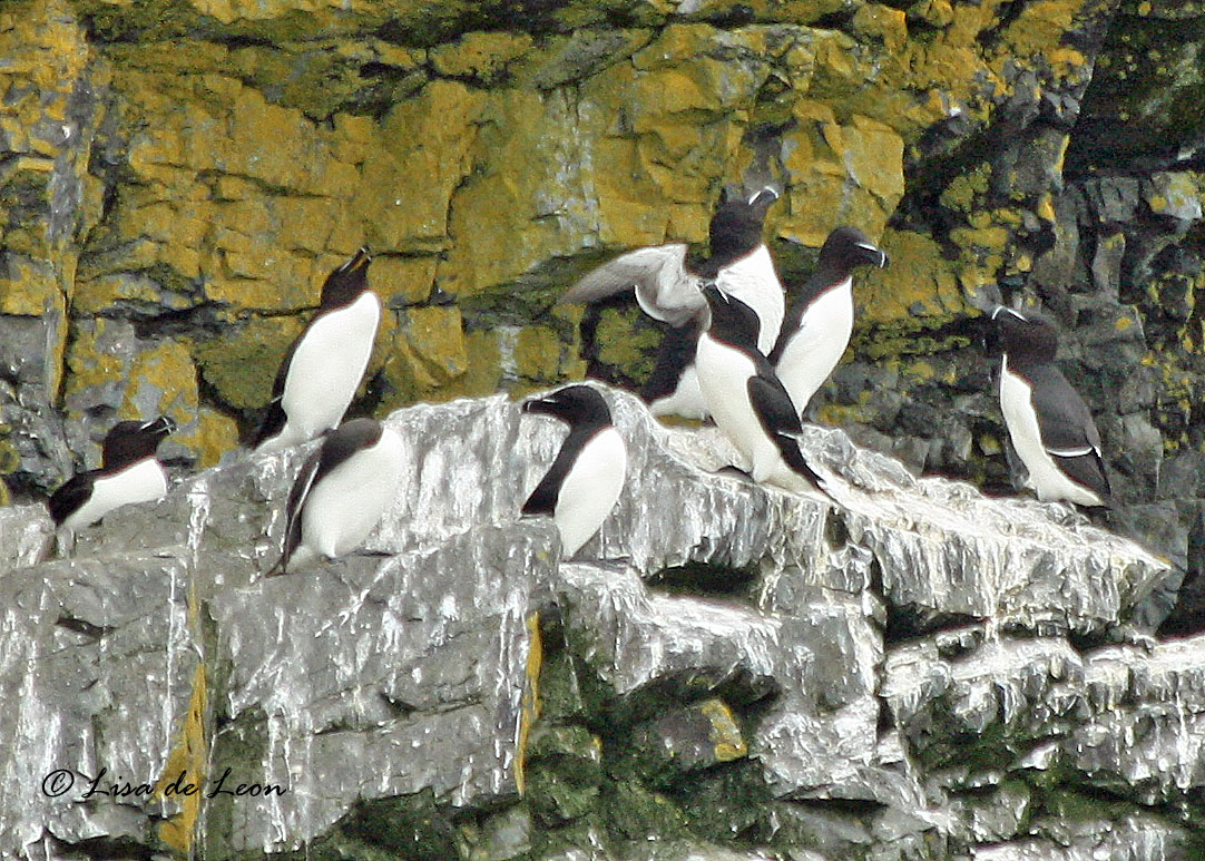 Birding with Lisa de Leon: Razorbill
