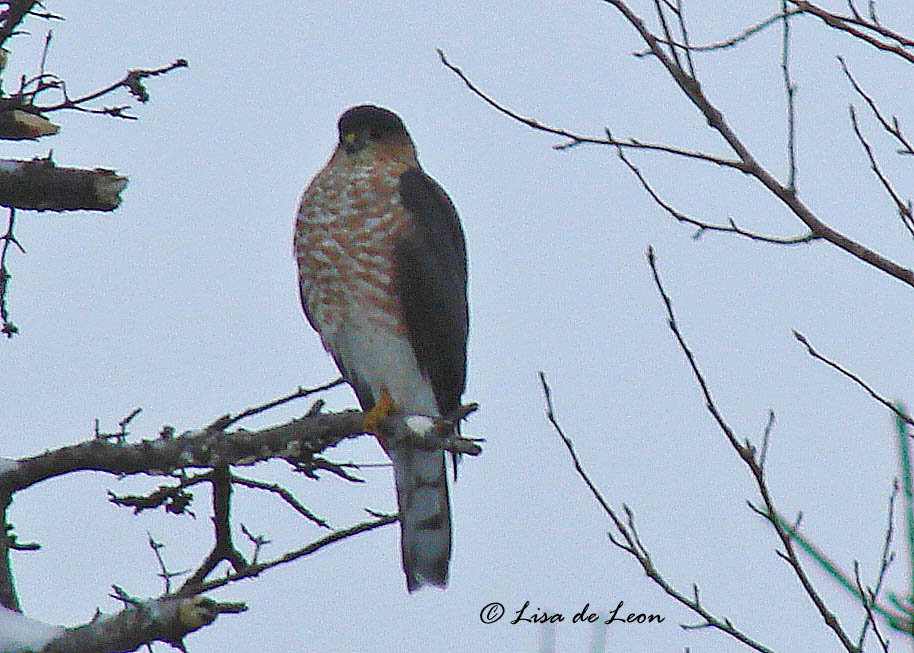 Birding with Lisa de Leon: Sharp-shinned Hawk
