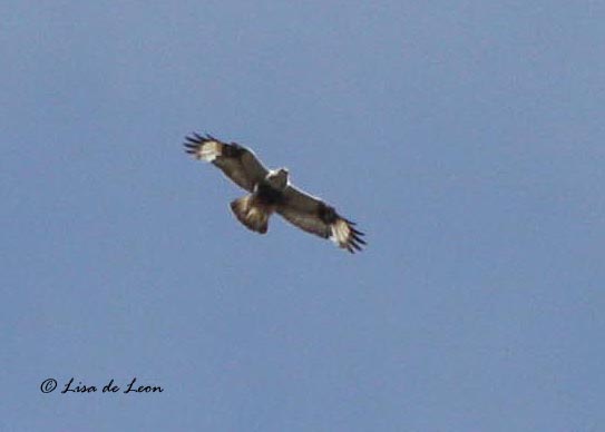 Birding with Lisa de Leon: Rough-legged Hawk
