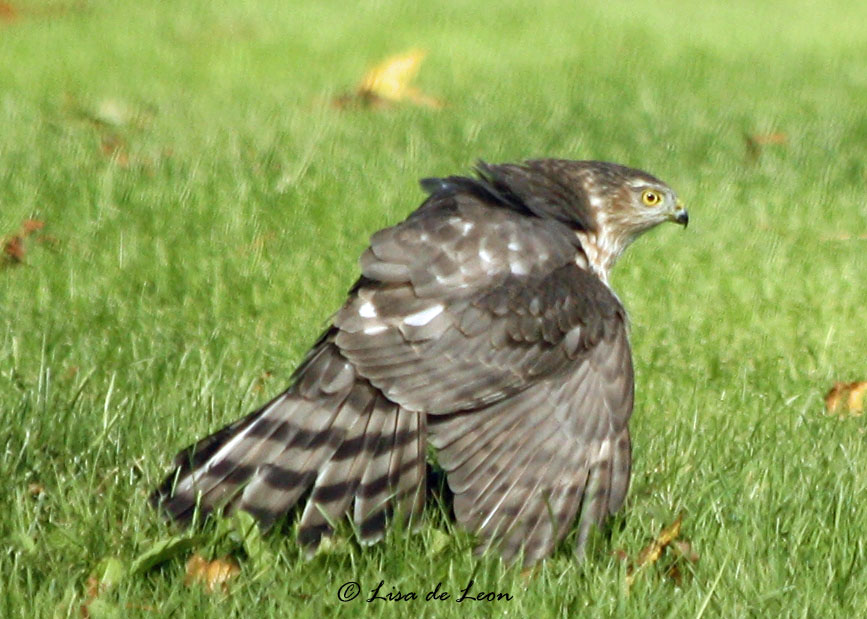 Northern Goshawk - Various Bird Species