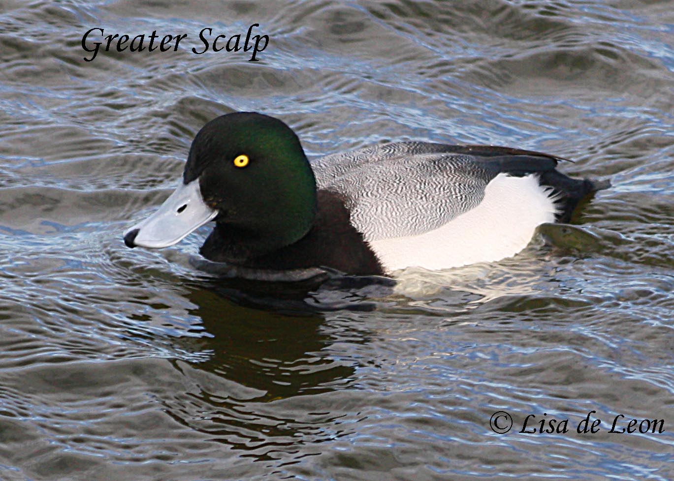 Birding with Lisa de Leon: Greater Scaup