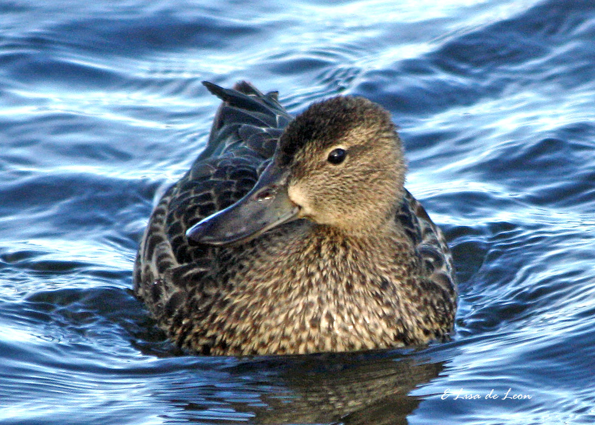 Birding with Lisa de Leon: Blue-winged Teal