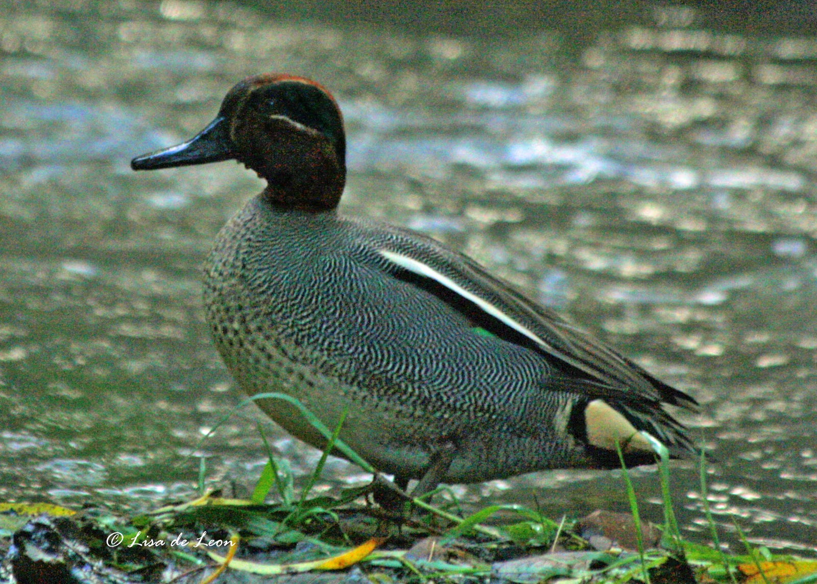 Birding with Lisa de Leon: Common Teal