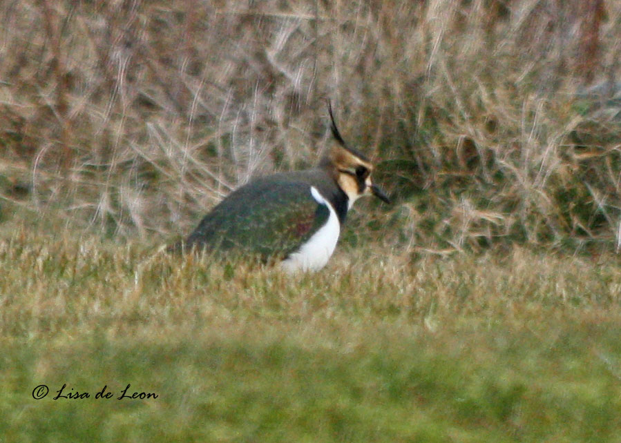 Birding with Lisa de Leon: Northern Lapwing
