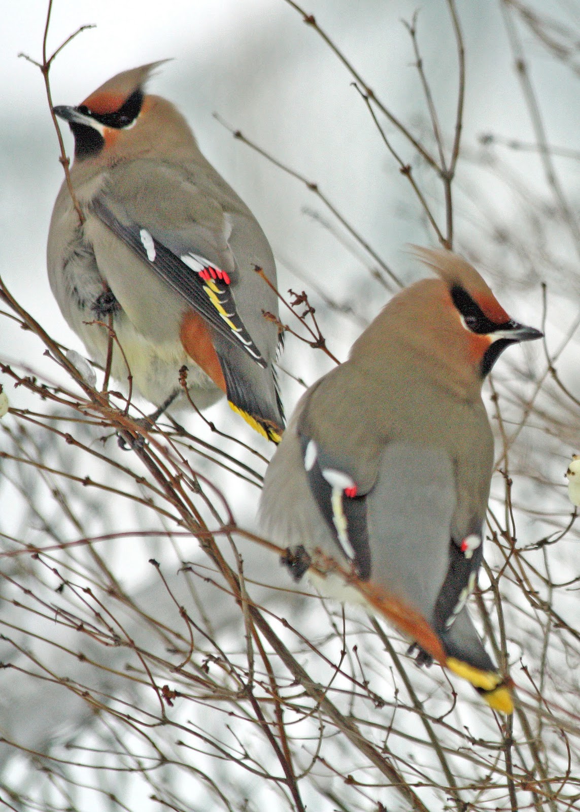 Bohemian Waxwings | 1000 Amazing Bird Photographs | Pinterest