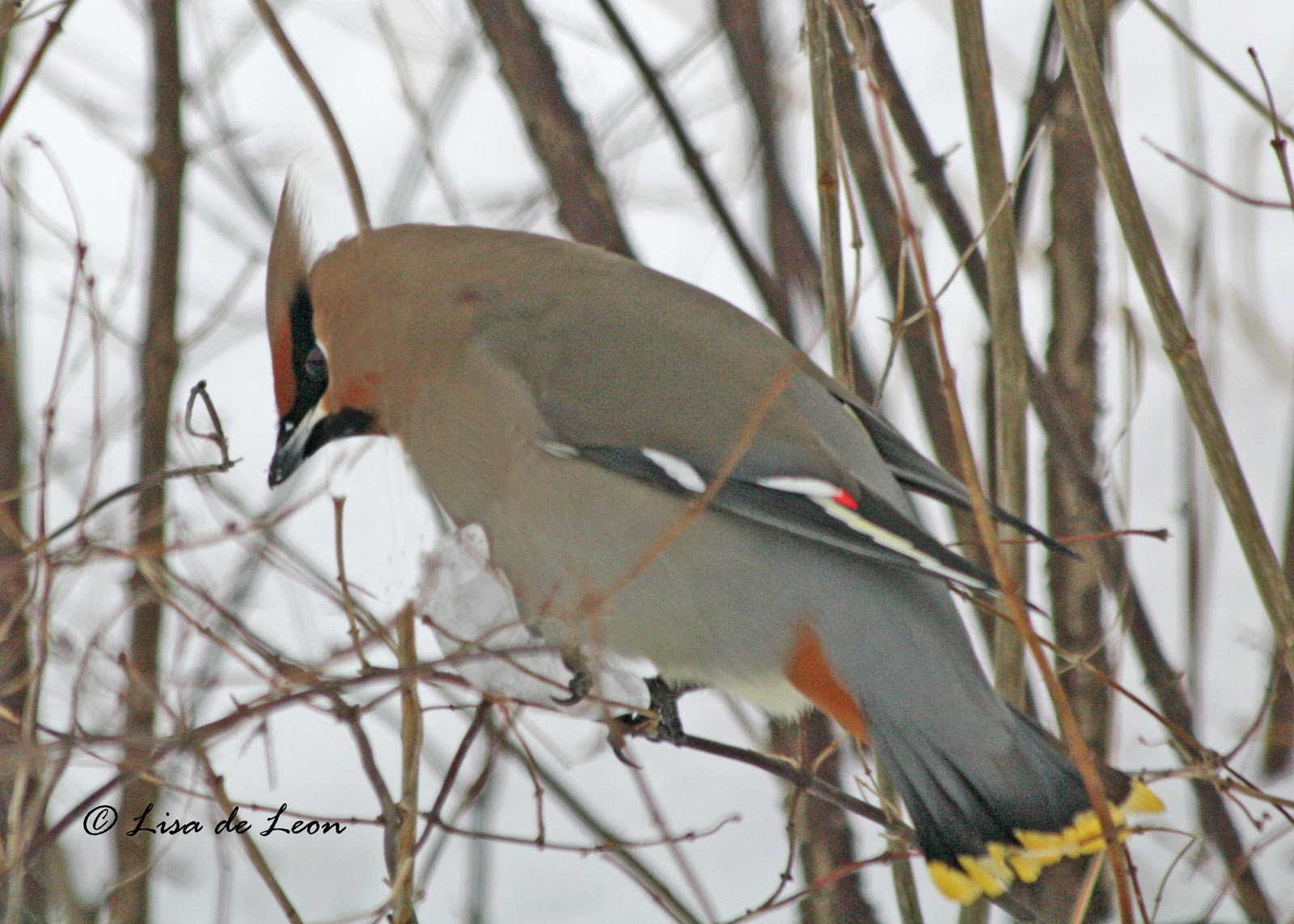 Birding with Lisa de Leon: Bohemian Waxwing Influx
