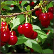 Cherry Picking Fallacy