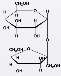 Disakarida | BIOLOGIPEDIA