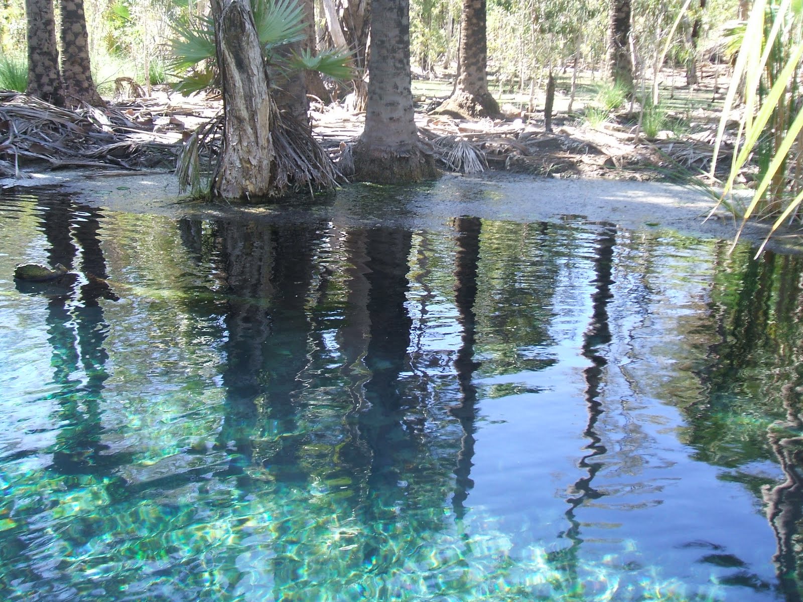 Australia Wild: Mataranka thermal pool