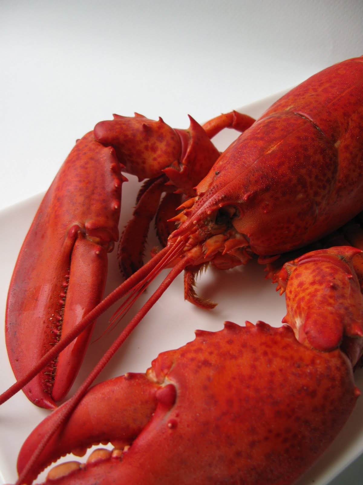 Au gré du marché: Homard top modèle et sa guedille