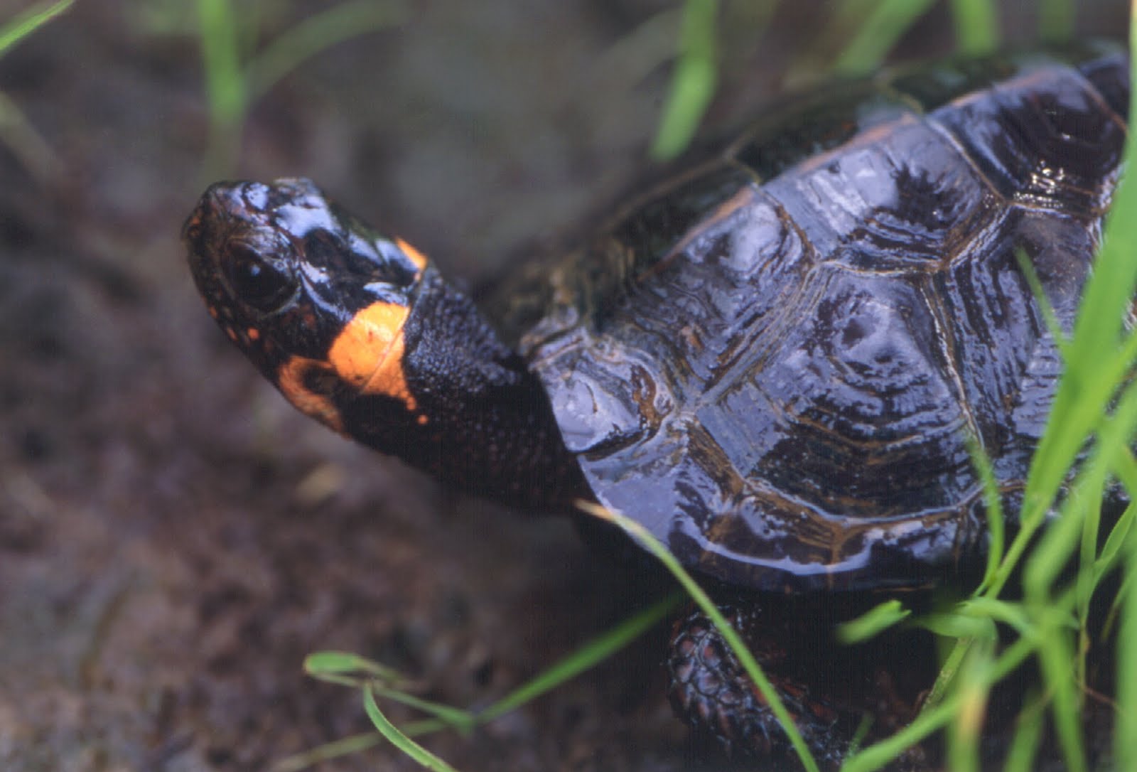 The Nature Conservancy's West Branch Research & Demonstration Forest ...