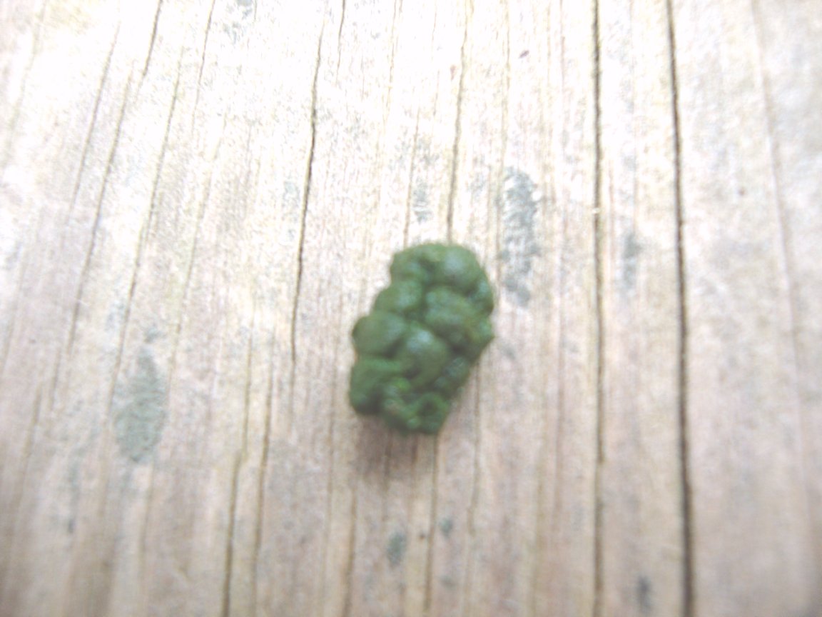 Simple Pleasures: Tomato Hornworm