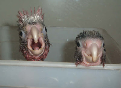 O Mundo em que Não Conhecemos: Filhotes feios