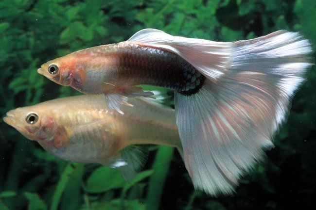 Guppy Fish: Guppy Reproduction
