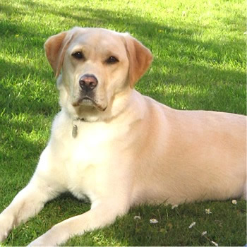 PetLovers: RAZAS DE PERROS MAS RECOMENDABLES PARA NIÑOS
