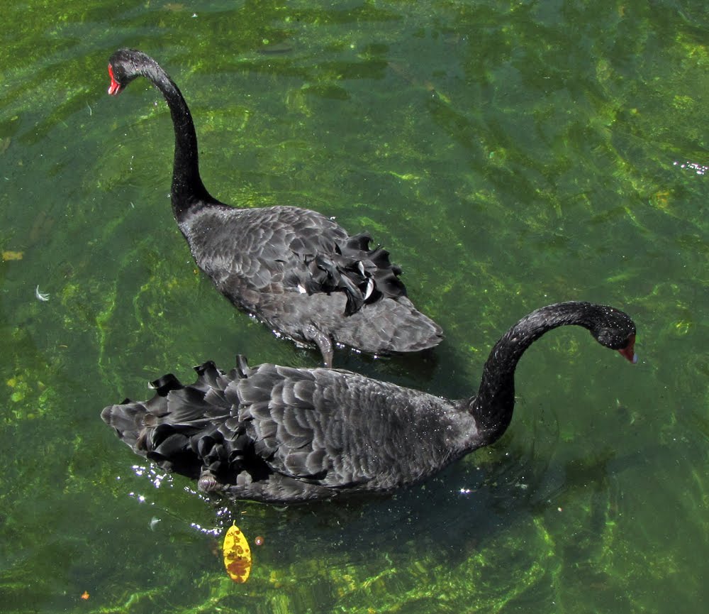 Fotos de aves by Loro: Cisne Negro (Cygnus atratus)